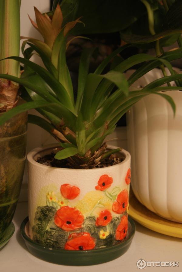 Jak se starat o červenou Guzmánii?