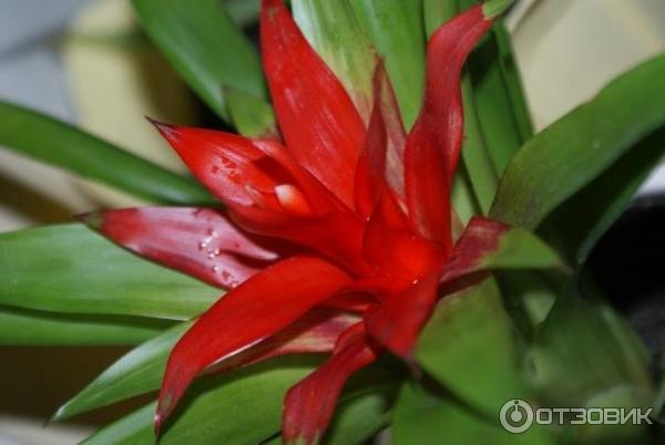 Jak se starat o červenou Guzmánii?